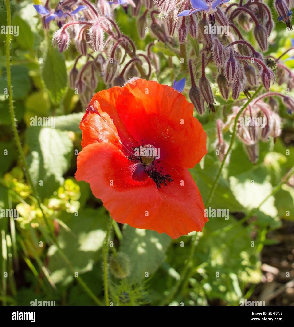 A red poppy and borage flowers in sunlight in a garden in Friuli ...