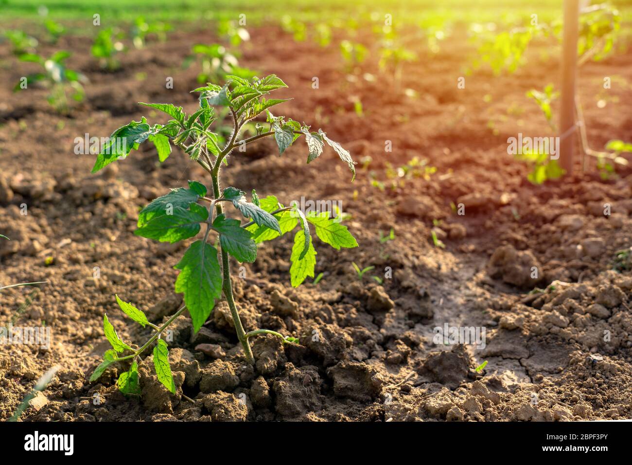 growing tomato seedling in kitchen garden spring sunshine Stock Photo ...
