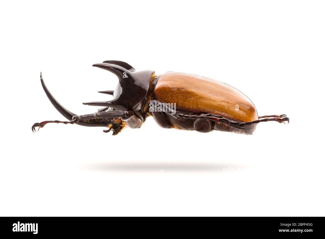 Five-horned rhinoceros beetle isolated on white background. Side view ...