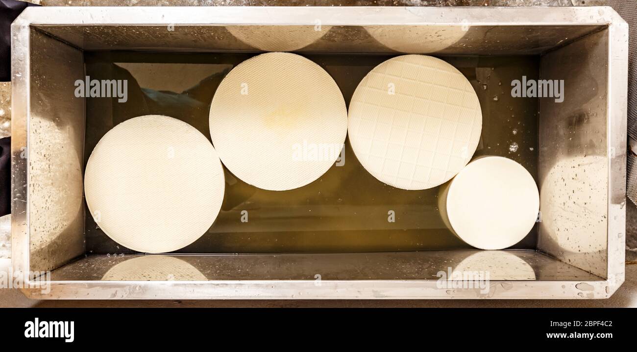 Young cheese-wheels in the water bath. Process of creates protective ...