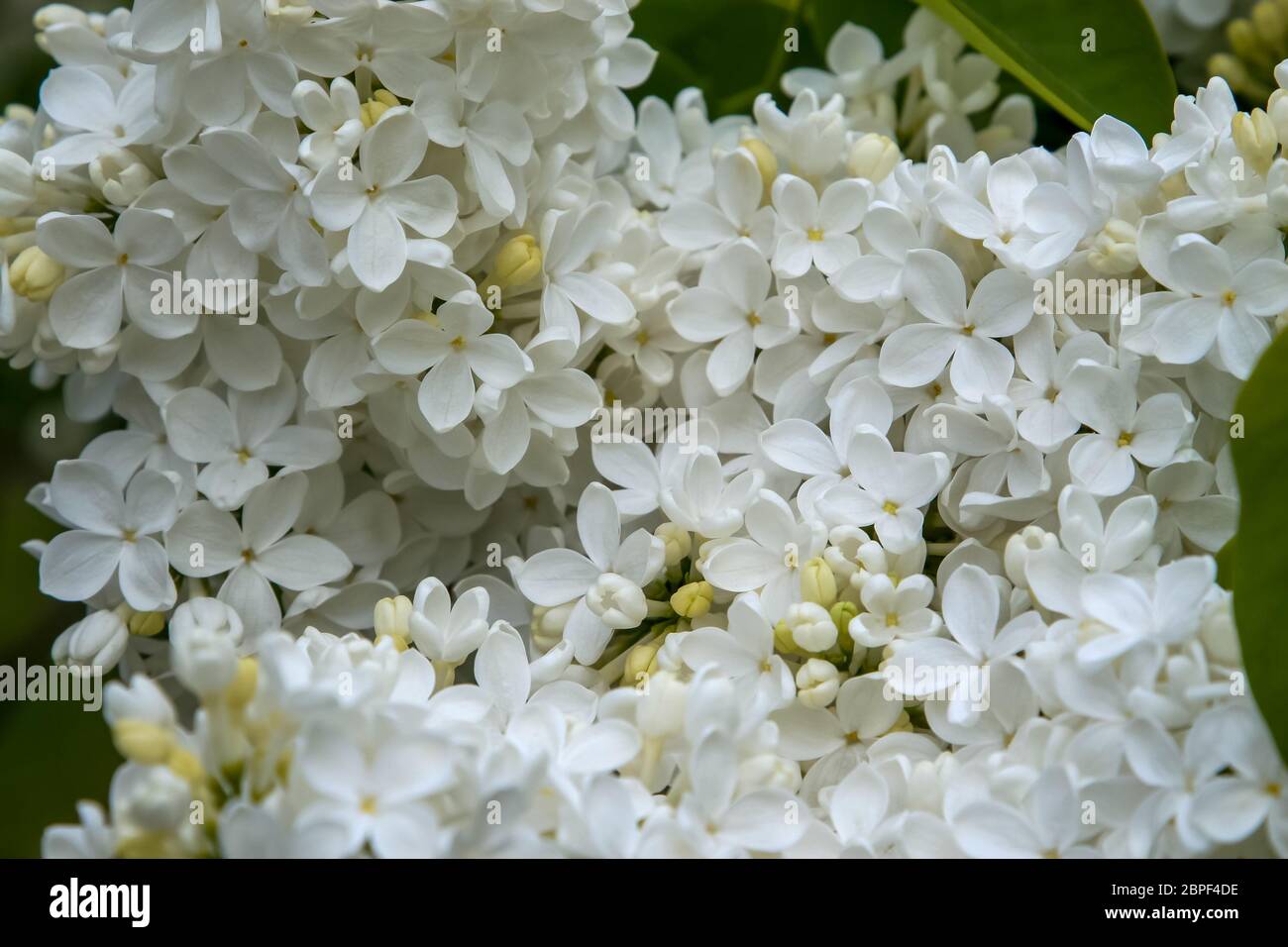 Blooming lilac bush in spring time. Blossoming lilac flowers. Flowering ...