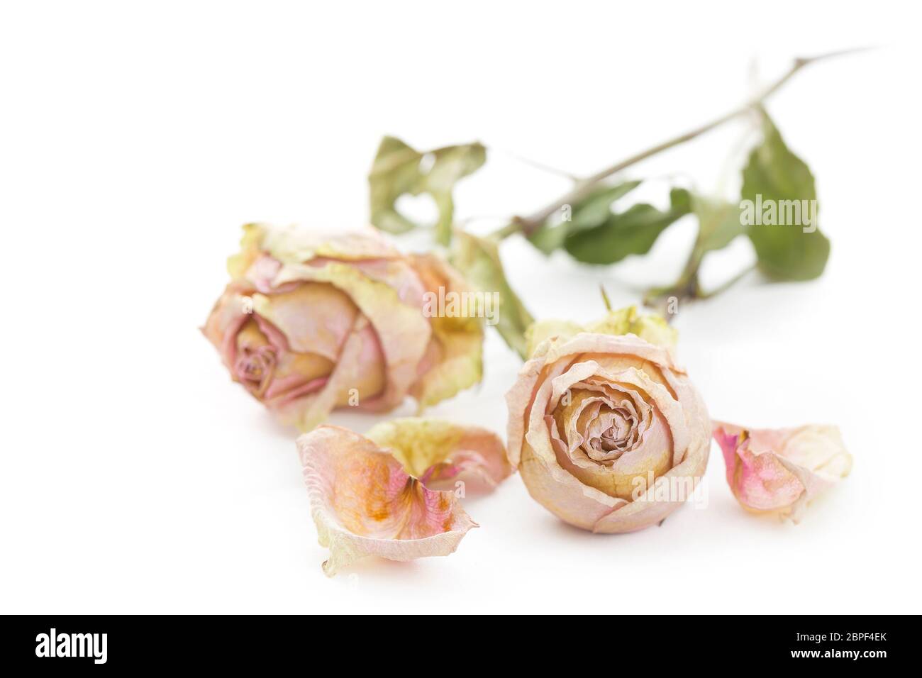 White rosebud Cut Out Stock Images & Pictures - Alamy
