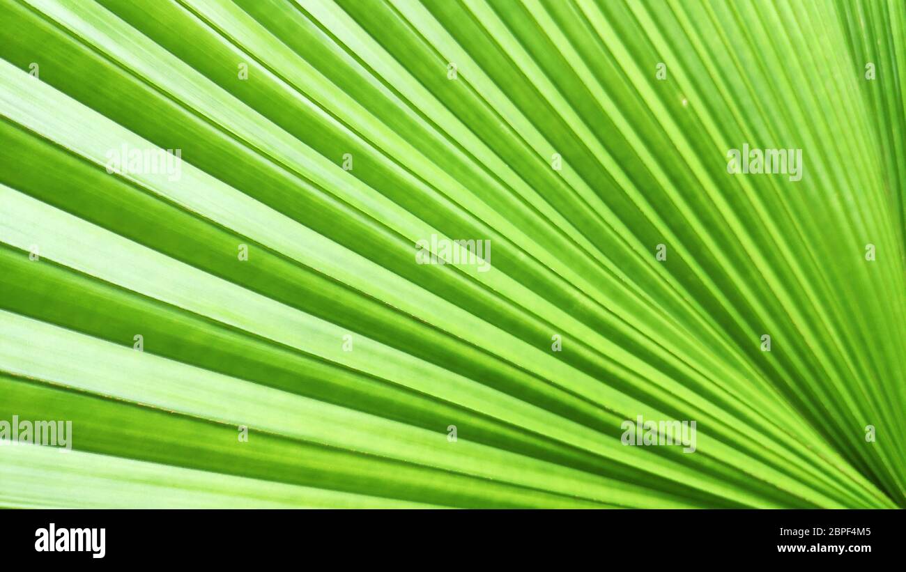 Close up of green leaf of elephant fern plant Stock Photo - Alamy