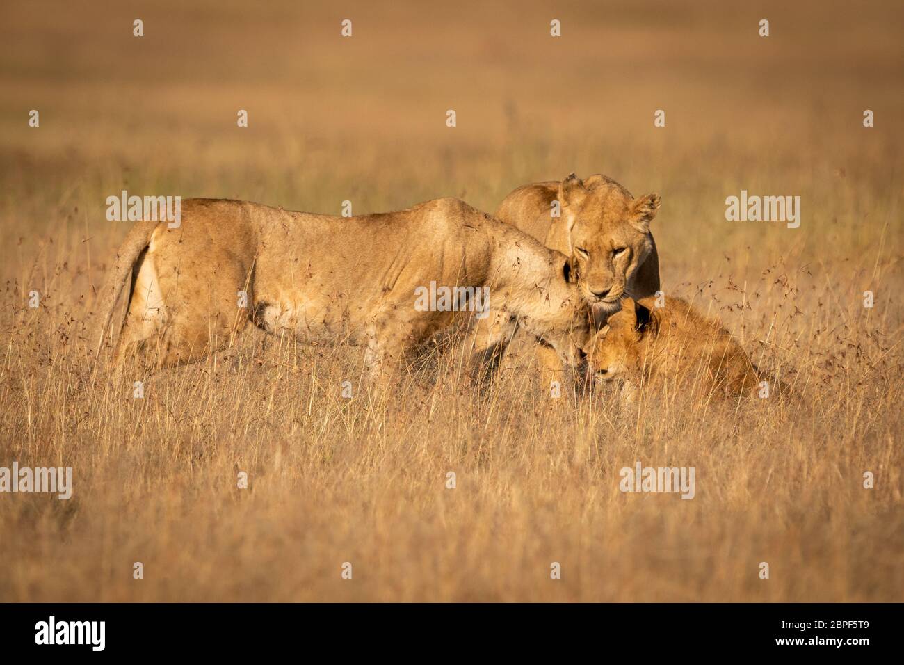 Three lions nuzzling one another in grass Stock Photo - Alamy
