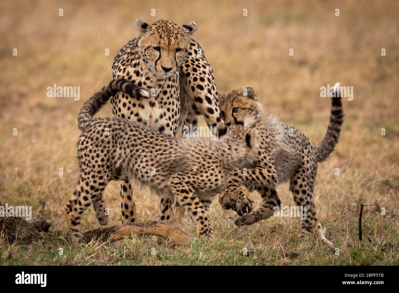 Cheetah fighting hi-res stock photography and images - Alamy