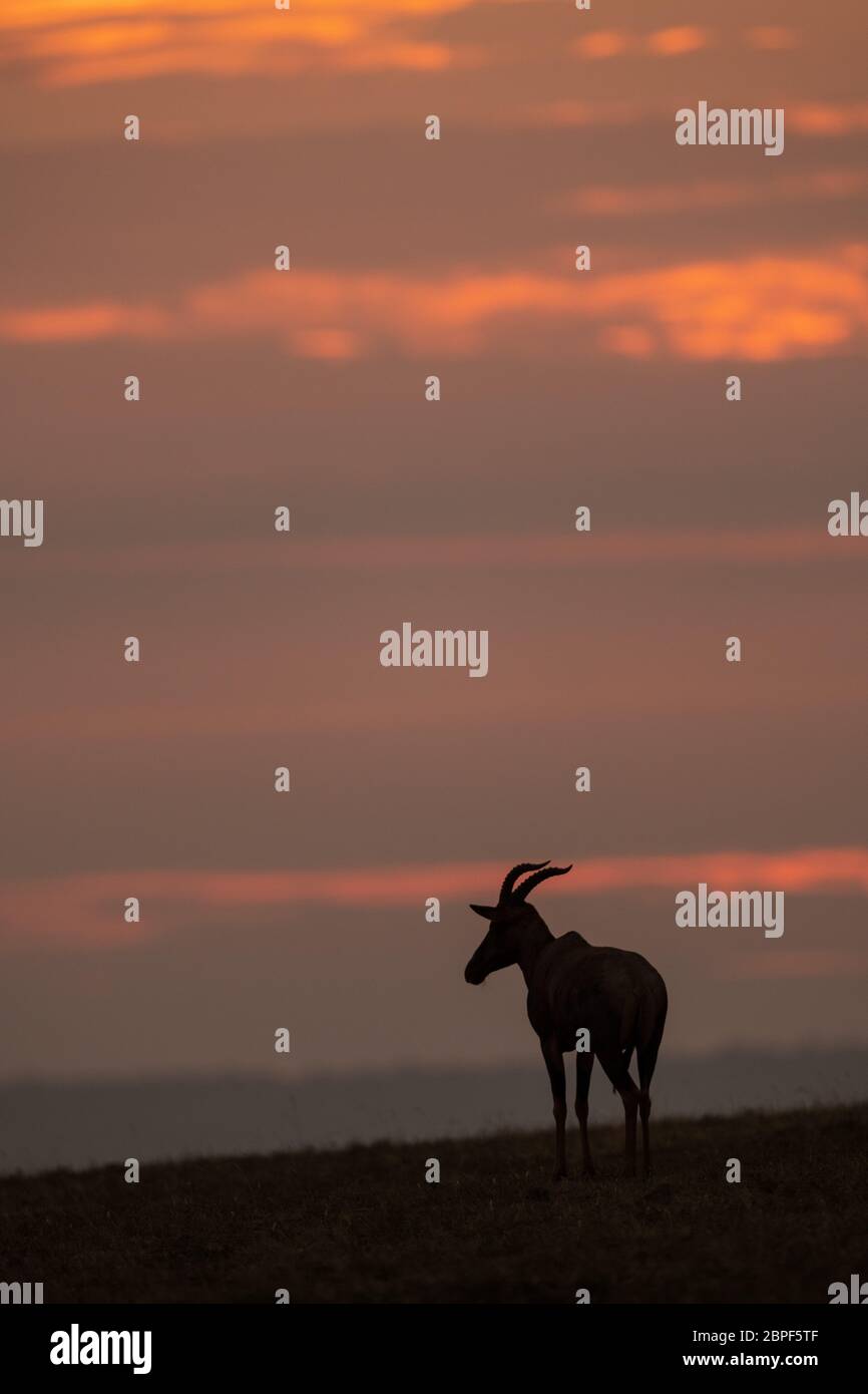 Topi and sunset hi-res stock photography and images - Alamy