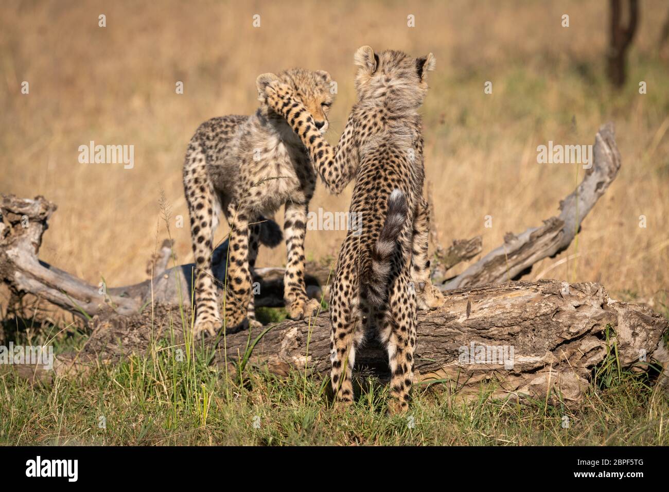 Cheetah cubs fighting hi-res stock photography and images - Alamy