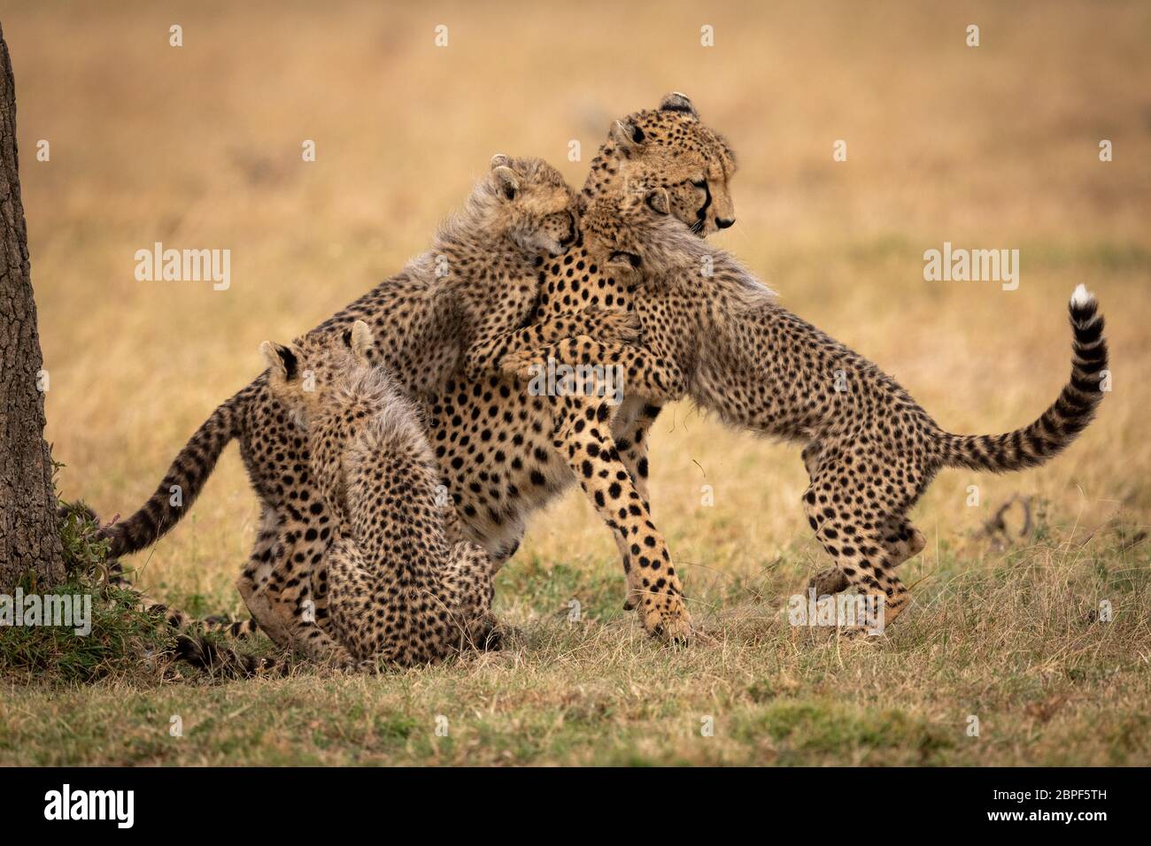 Three cubs play with cheetah on grass Stock Photo - Alamy
