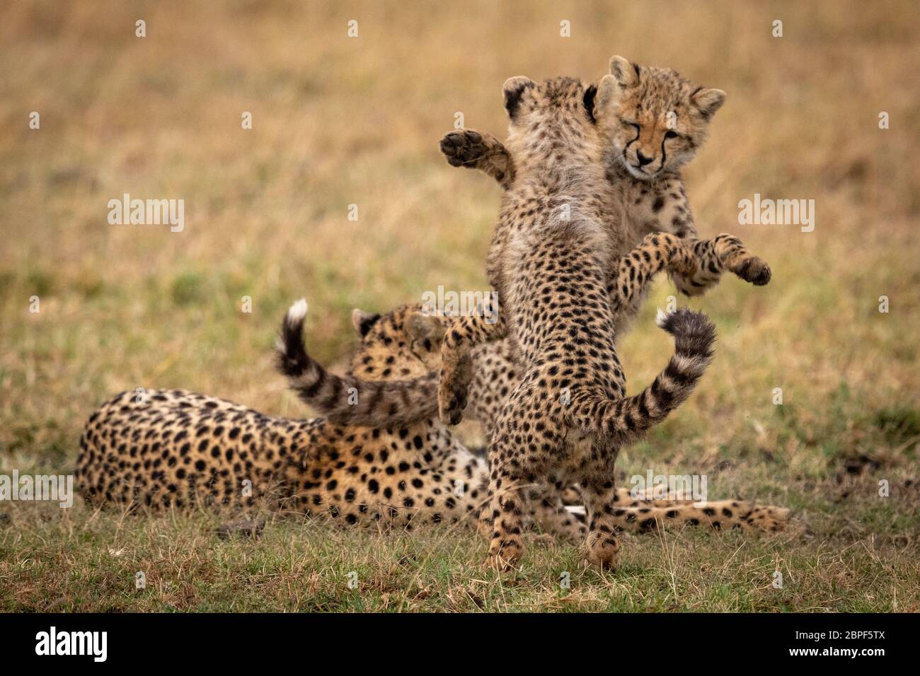 Two cheetah cubs play fighting beside another Stock Photo - Alamy