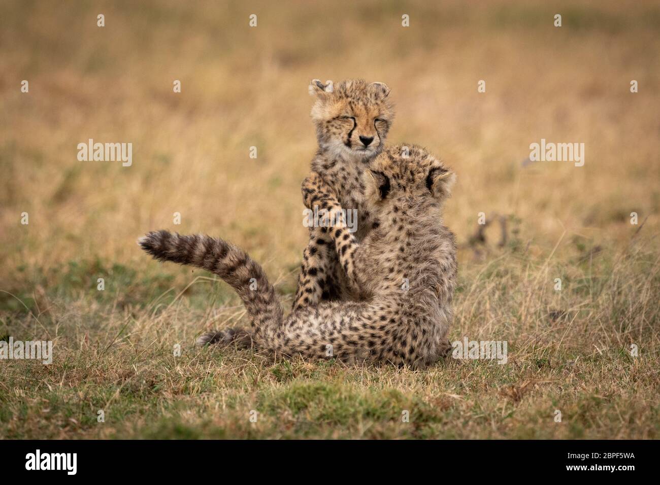 Two cheetah cubs play fight on grass Stock Photo - Alamy