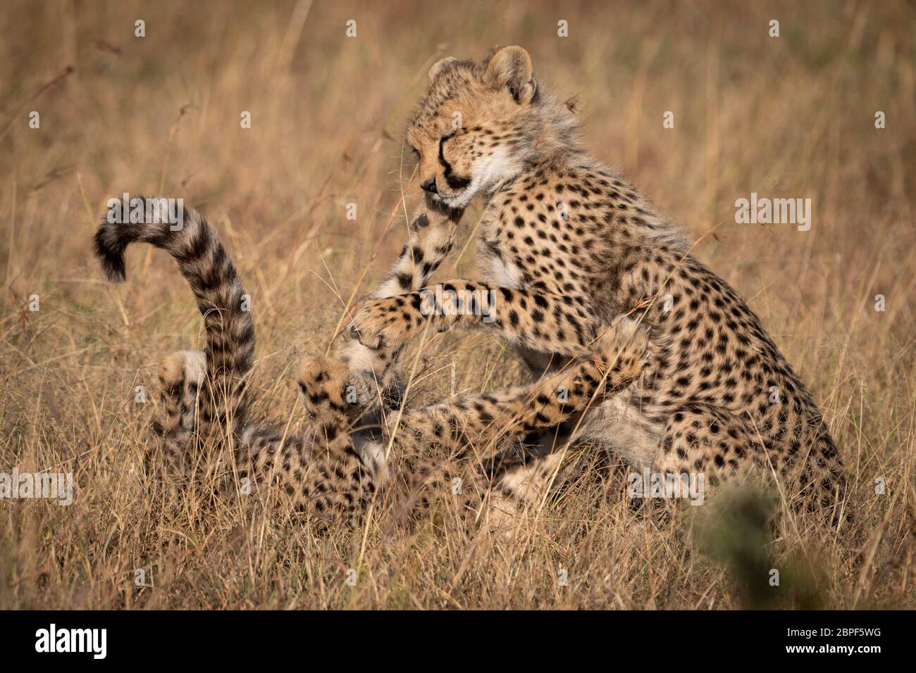 Cheetah fight hi-res stock photography and images - Alamy