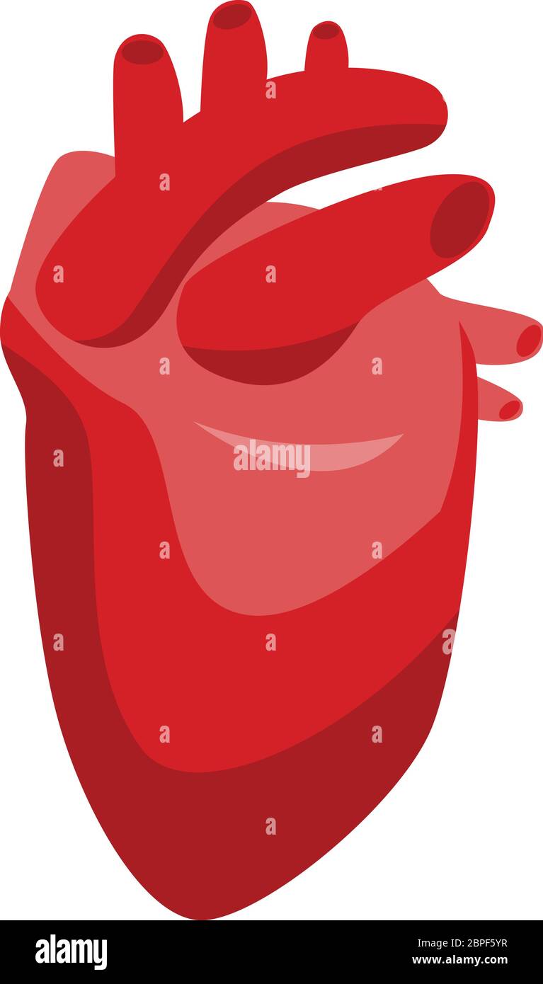 Human heart icon, isometric style Stock Vector Image & Art - Alamy