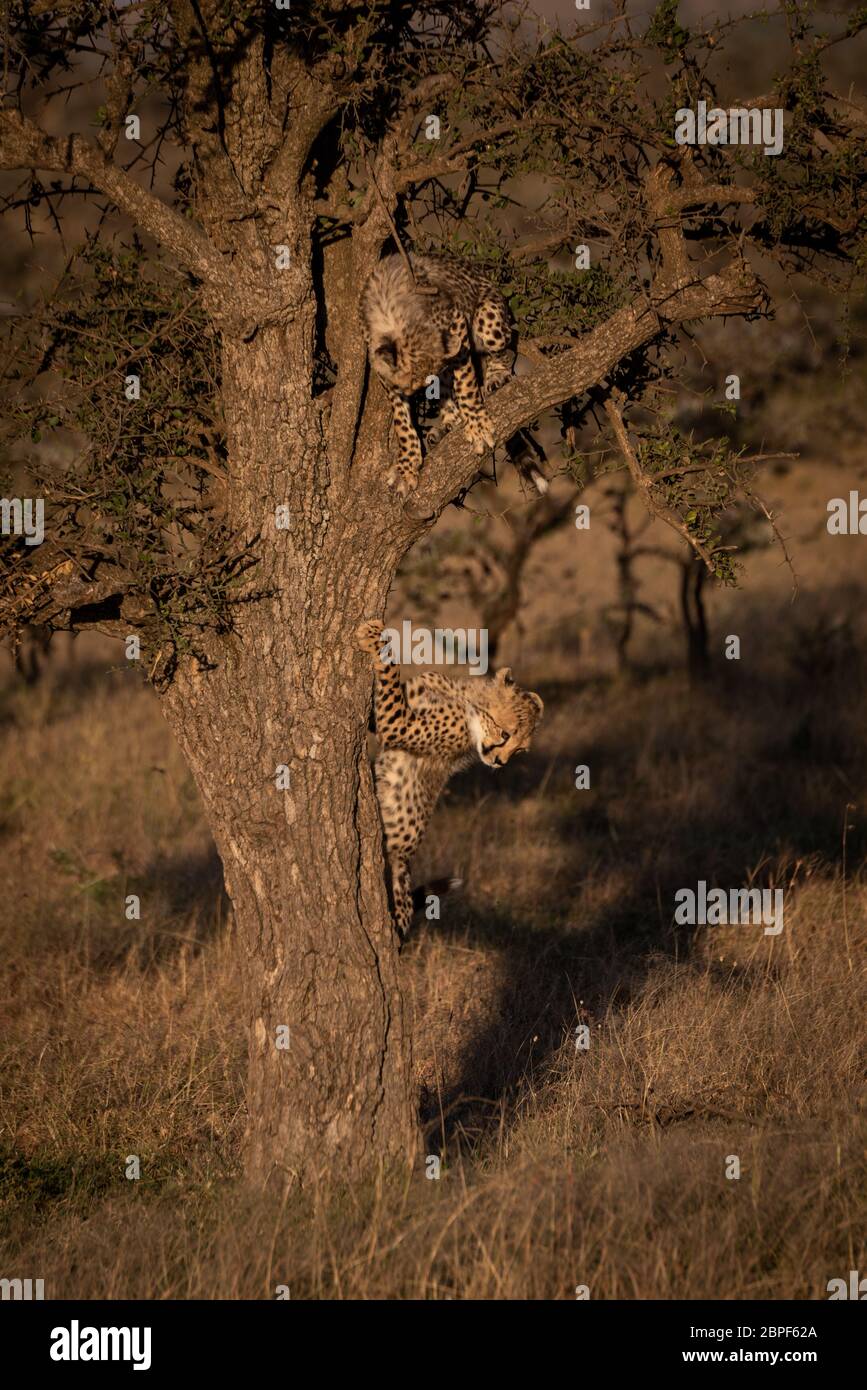 Together in tree hi-res stock photography and images - Alamy