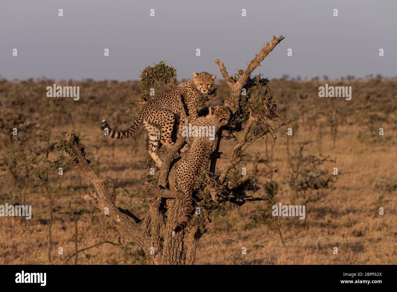 Cheetah climb hi-res stock photography and images - Alamy