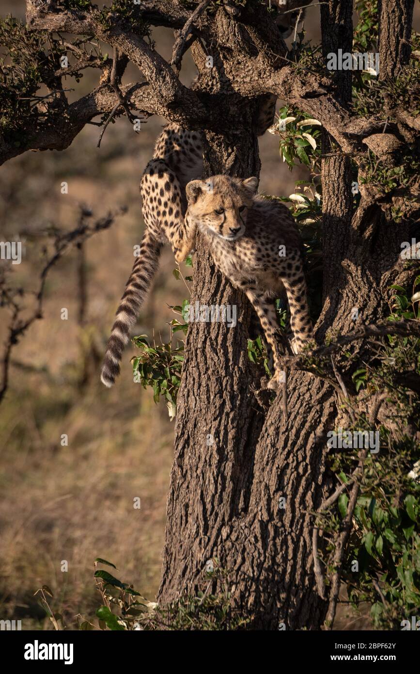 Cheetah cubs climbing tree hi-res stock photography and images - Alamy