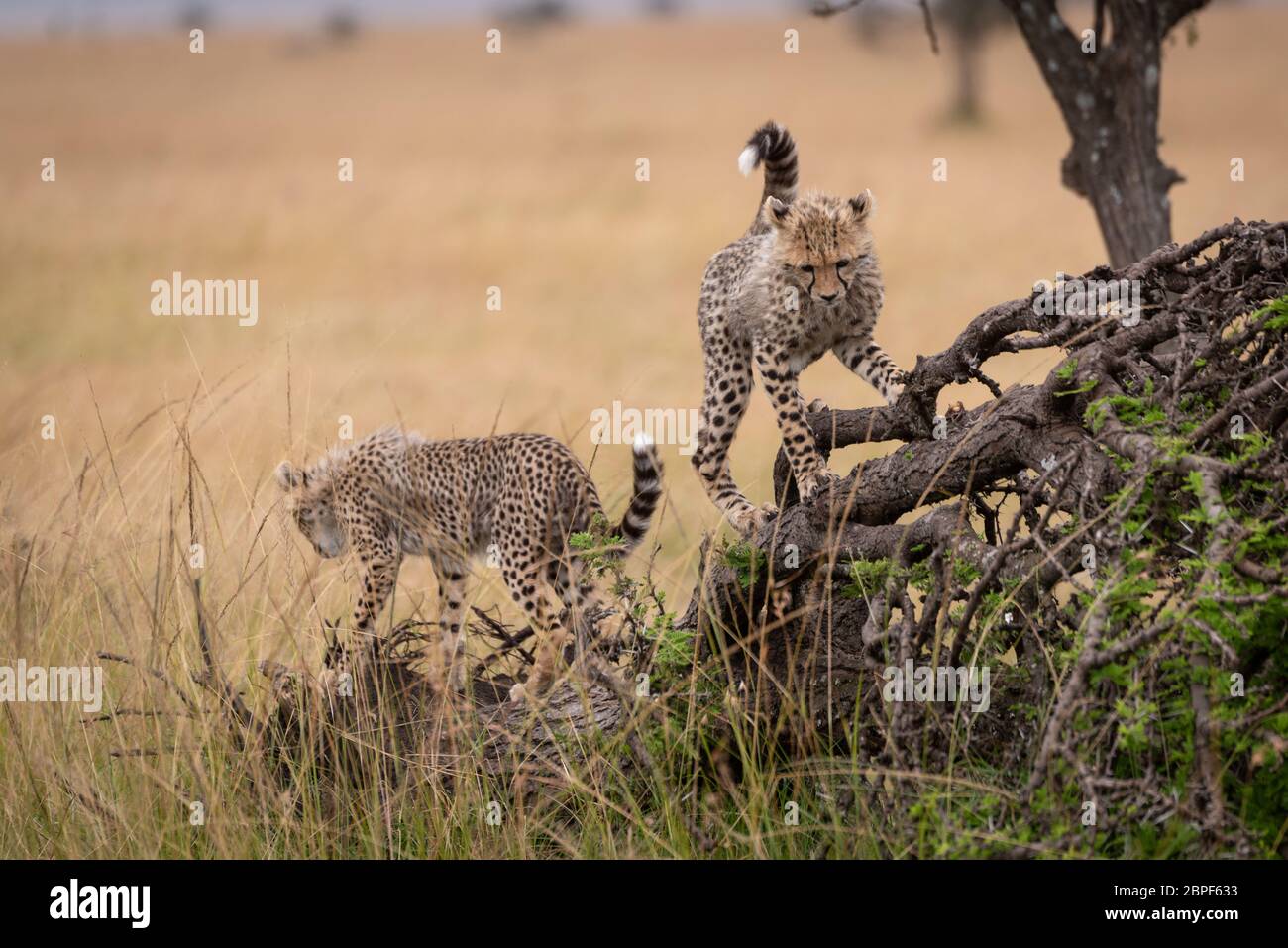 Two cheetah cubs climb on dead tree Stock Photo - Alamy