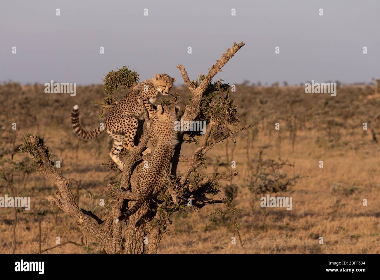 Cheetah cubs climbing tree hi-res stock photography and images - Alamy