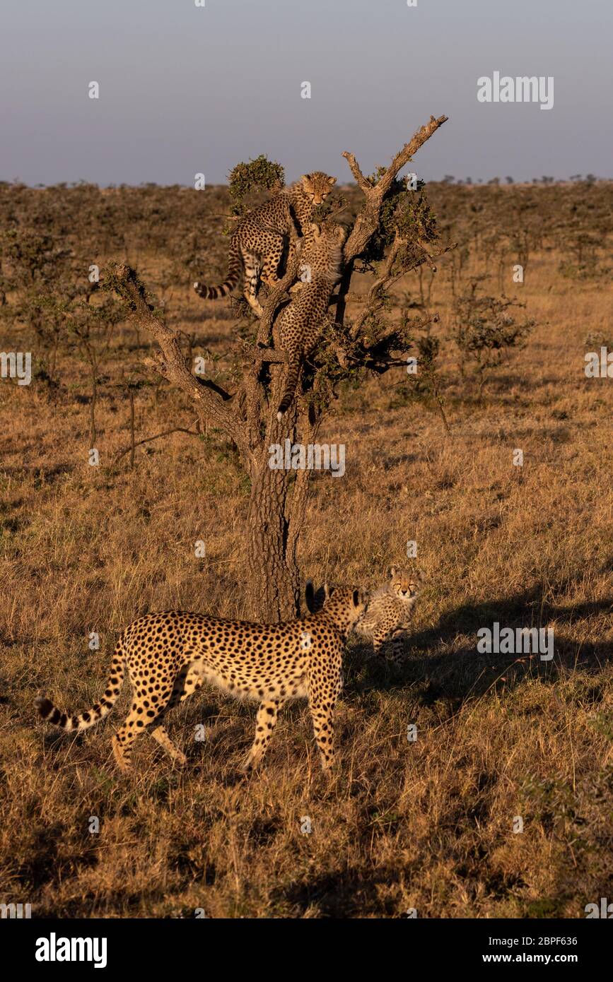 Two cheetah cubs climb tree near family Stock Photo - Alamy