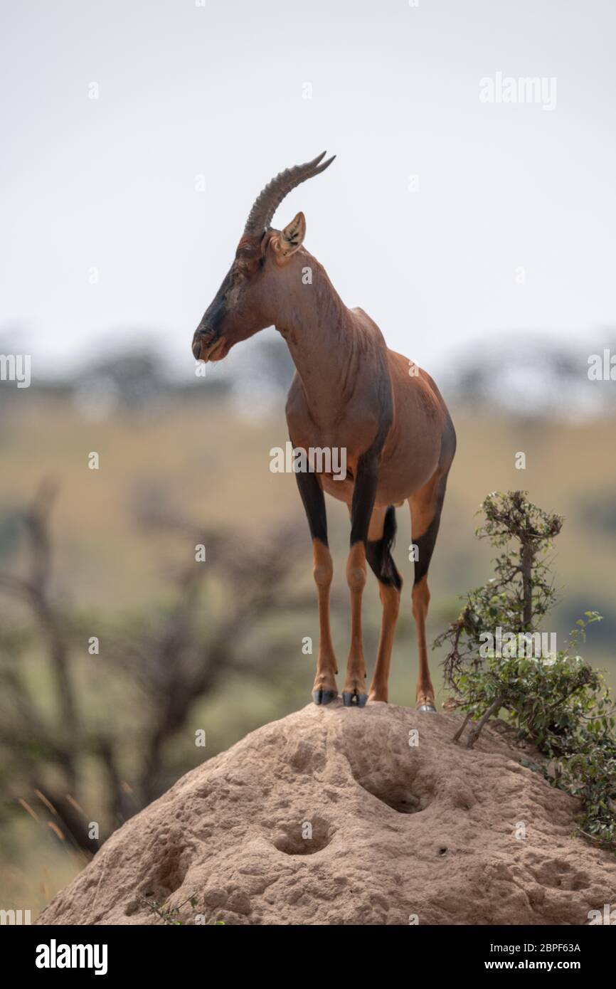 Topi stands on rocky mound facing left Stock Photo - Alamy