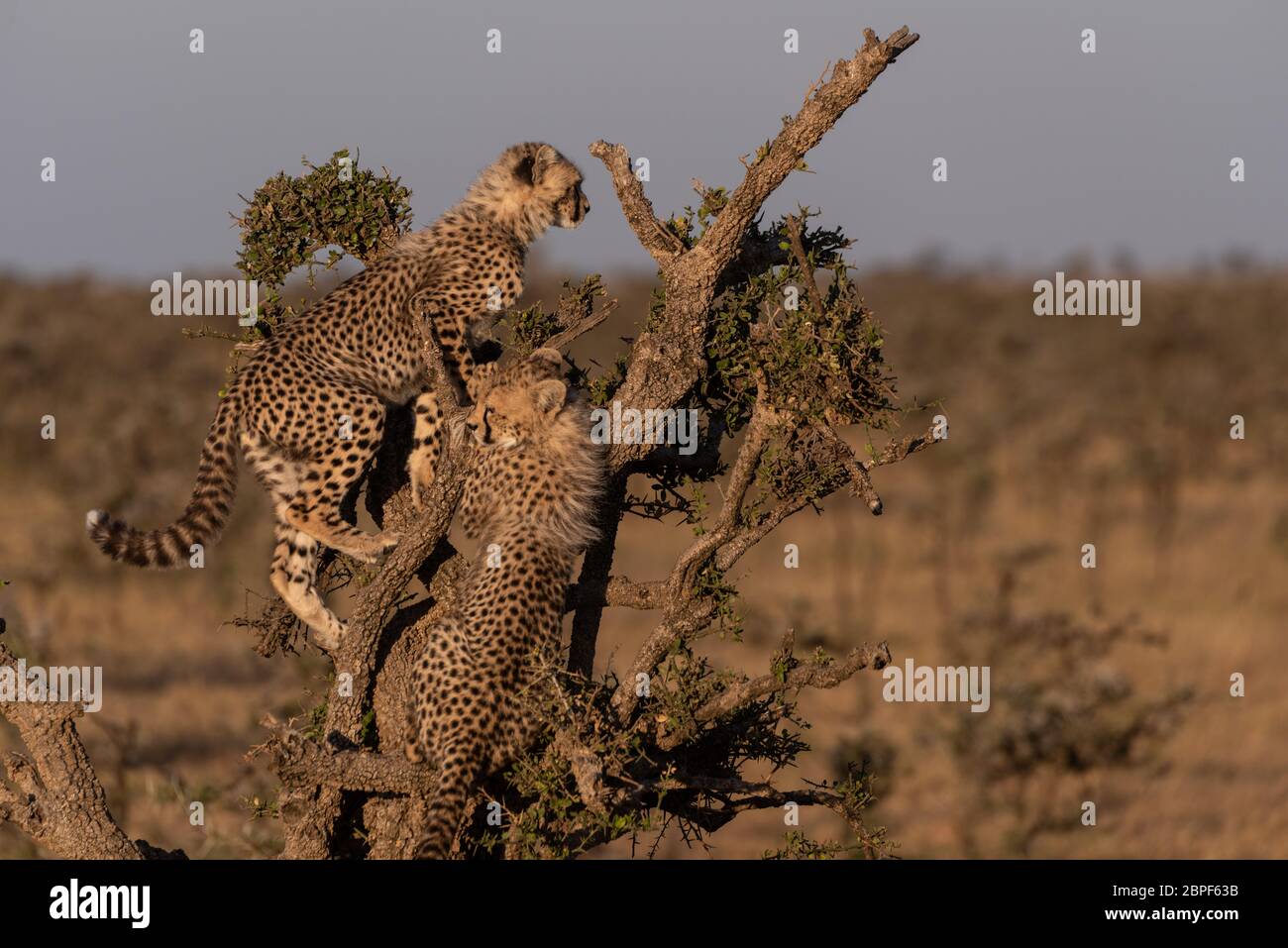 Two cheetah cubs climb tree on grassland Stock Photo - Alamy