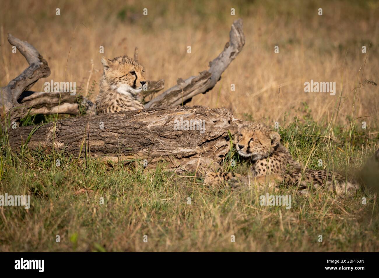Two cheetah cubs lie beside dead log Stock Photo - Alamy