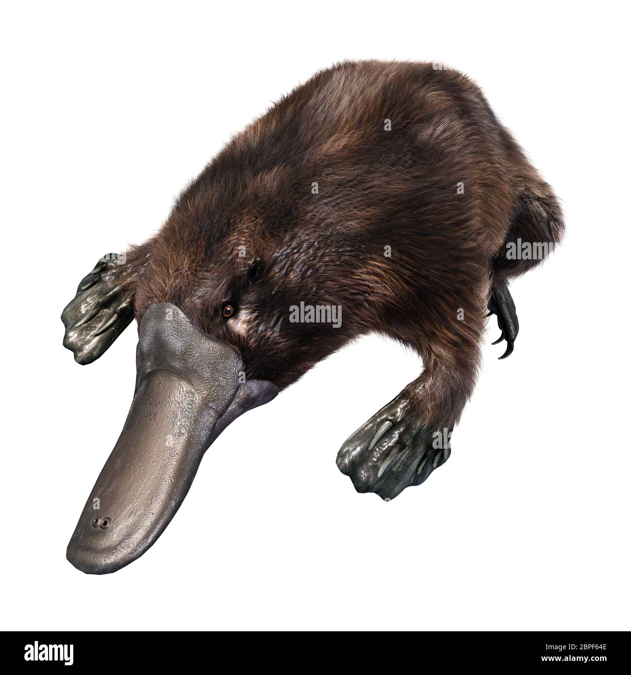 3D rendering of a platypus or Ornithorhynchus anatinus isolated on ...