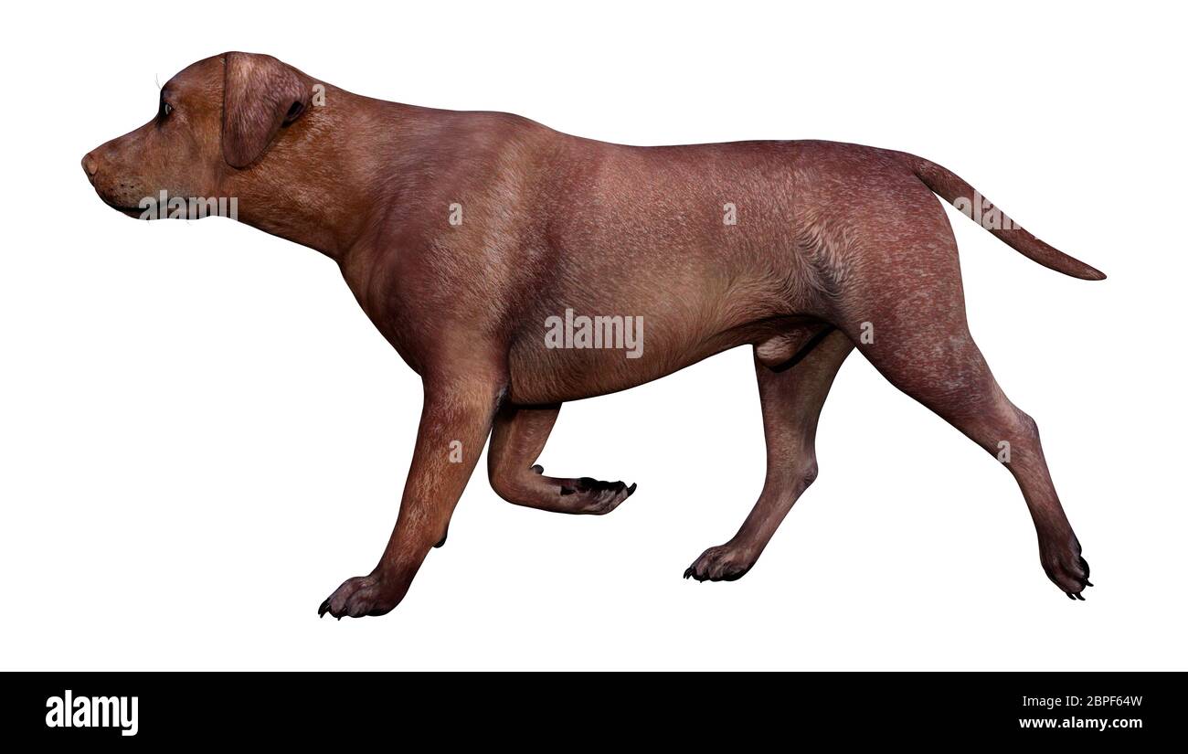 3D rendering of a brown labrador dog isolated on white background Stock ...