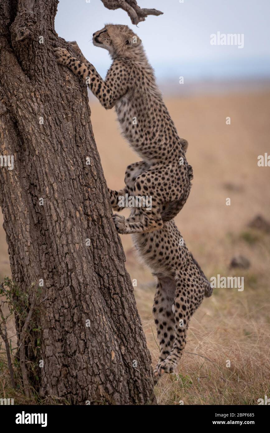 Two cheetah cubs climbing tree in savannah Stock Photo - Alamy
