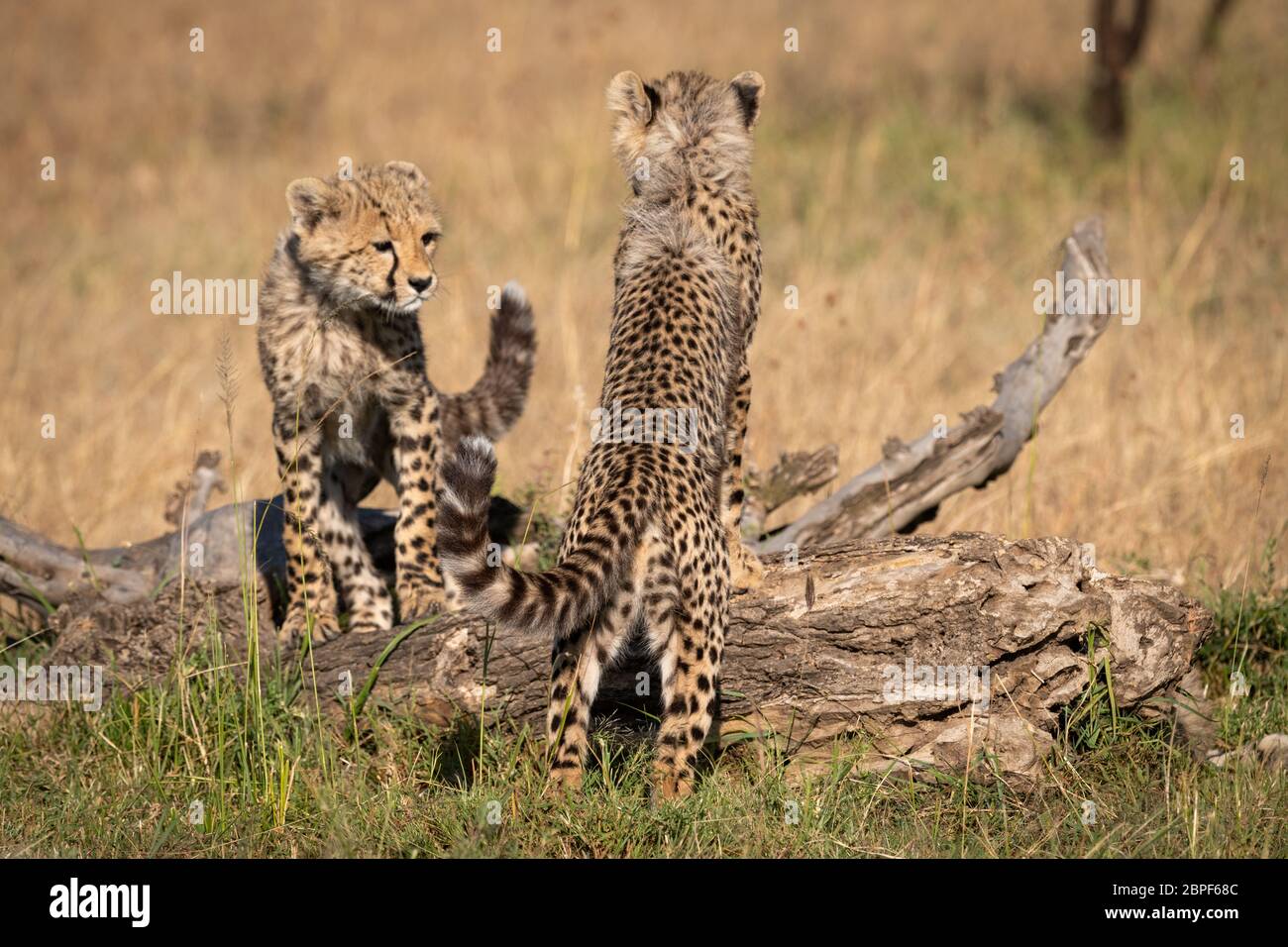 Two cheetah cubs leaning on dead log Stock Photo - Alamy