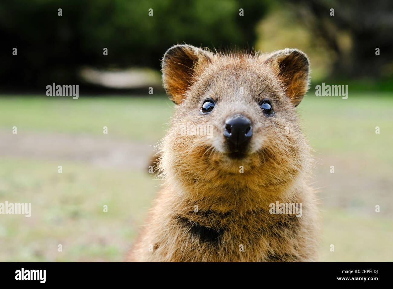 Close Up Quokkas Setonix Brachyurus High Resolution Stock Photography ...