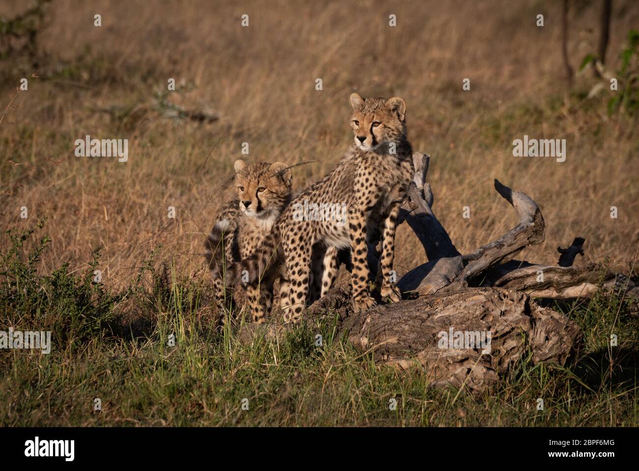 Dead cubs hi-res stock photography and images - Alamy