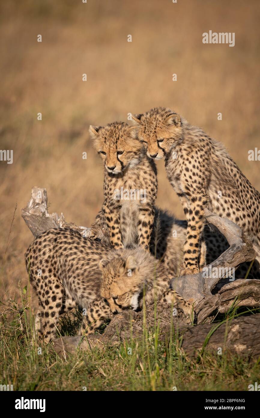 Two cheetah cubs watch another bite log Stock Photo - Alamy