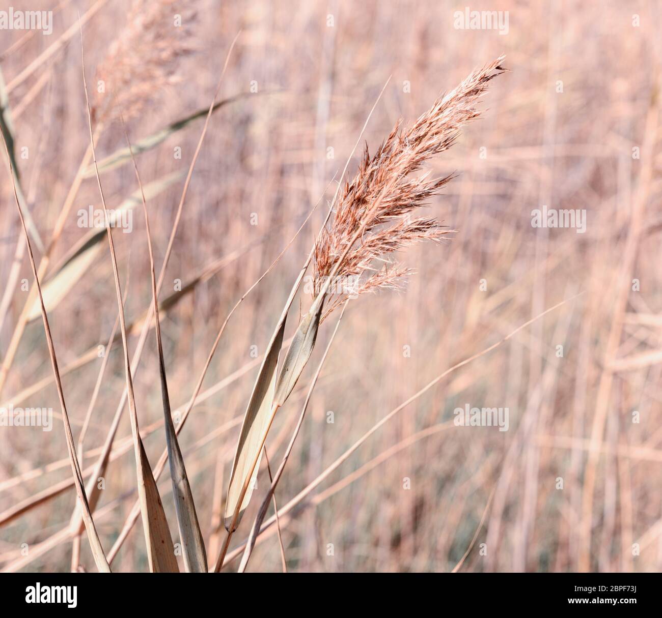 dry reed by the river, Ukraine Stock Photo - Alamy