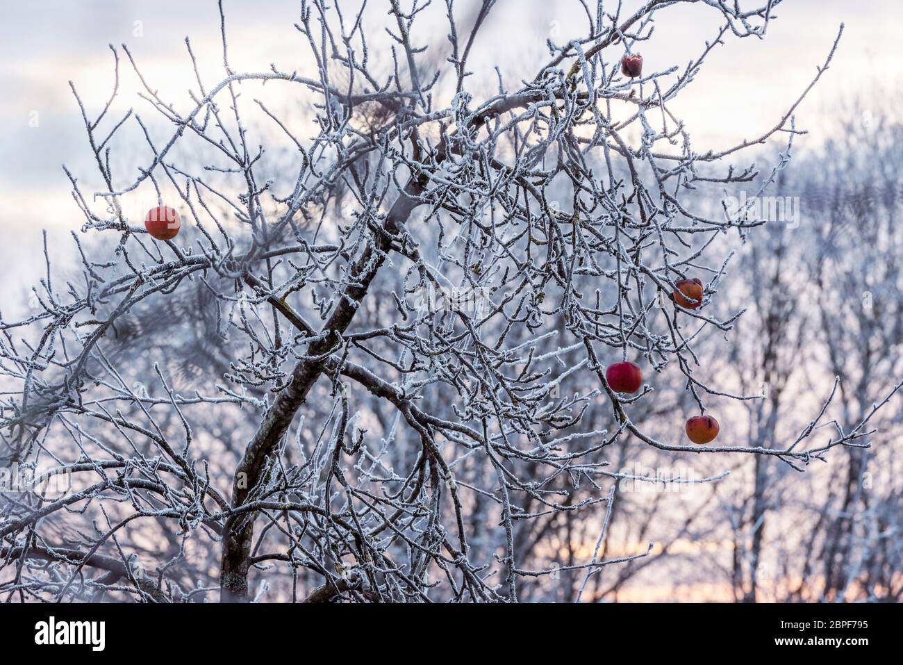 Red apples left to freeze on the tree in the cold days of german winter ...