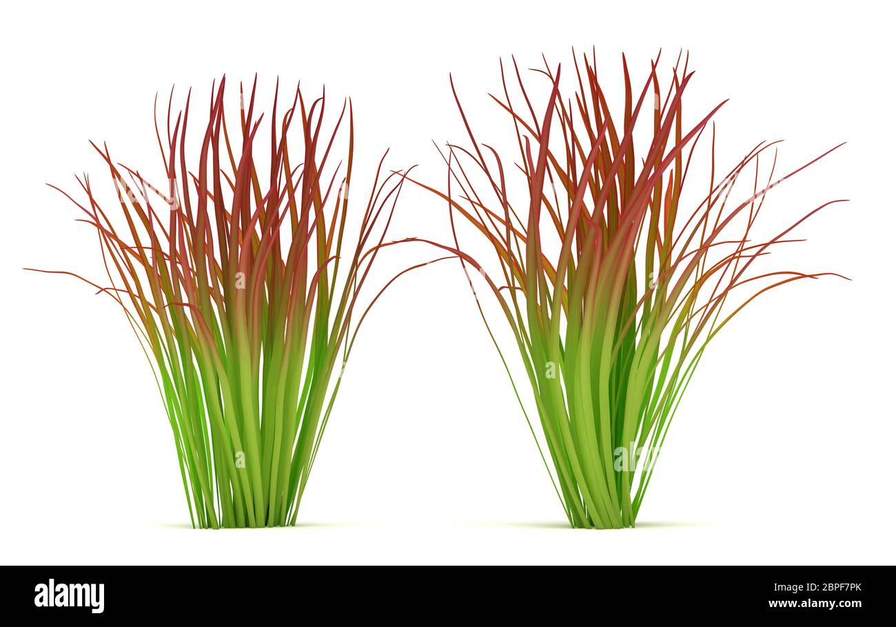 Imperata cylindrica Cut Out Stock Images & Pictures - Alamy