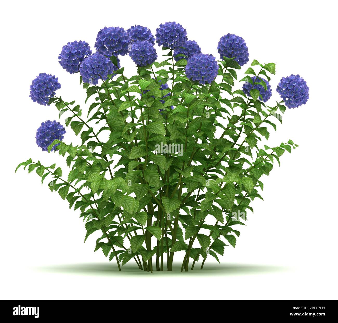 Single Hydrangea Plant (isolated white background Stock Photo - Alamy
