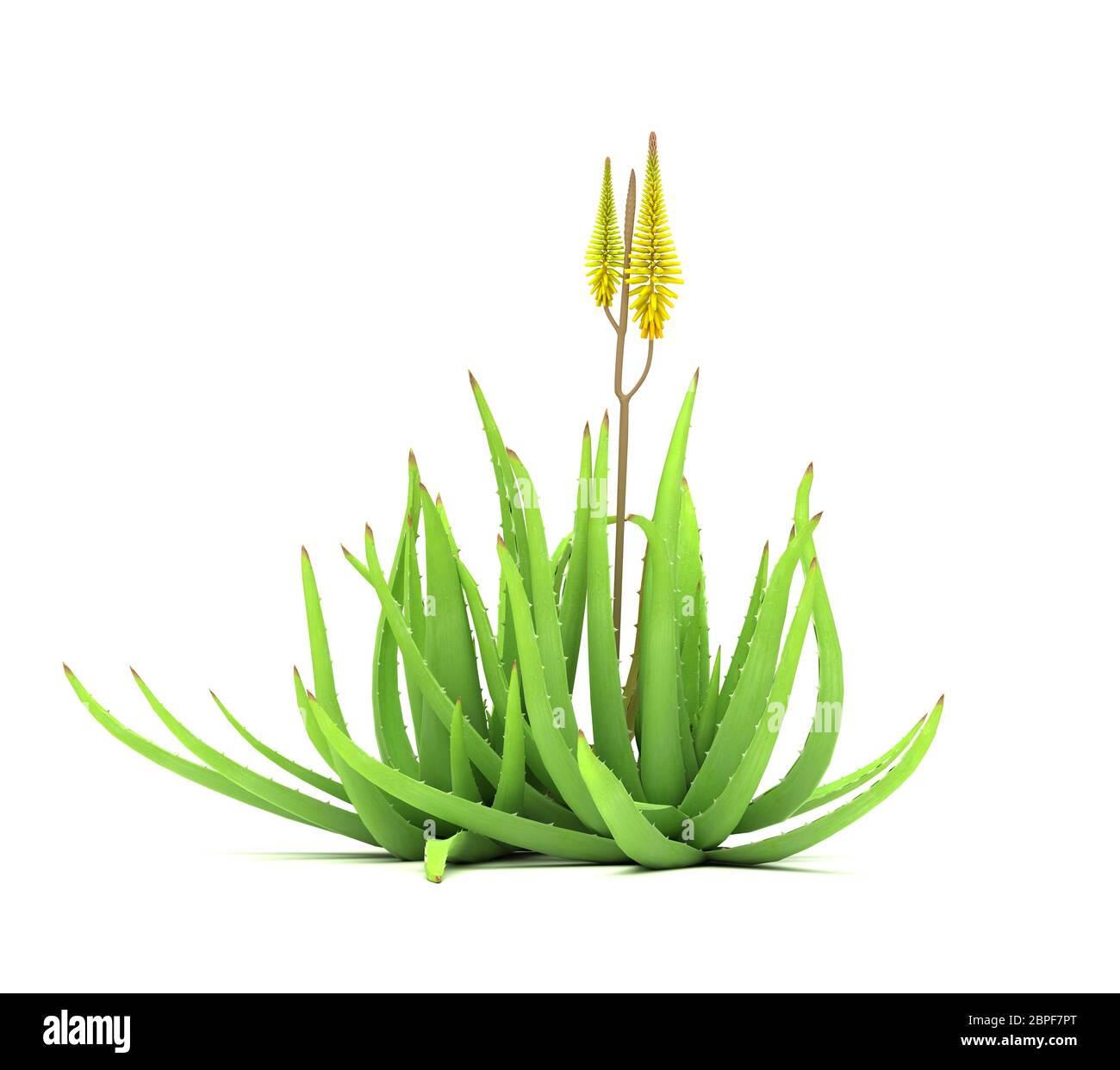 Single Aloe Vera Leaf