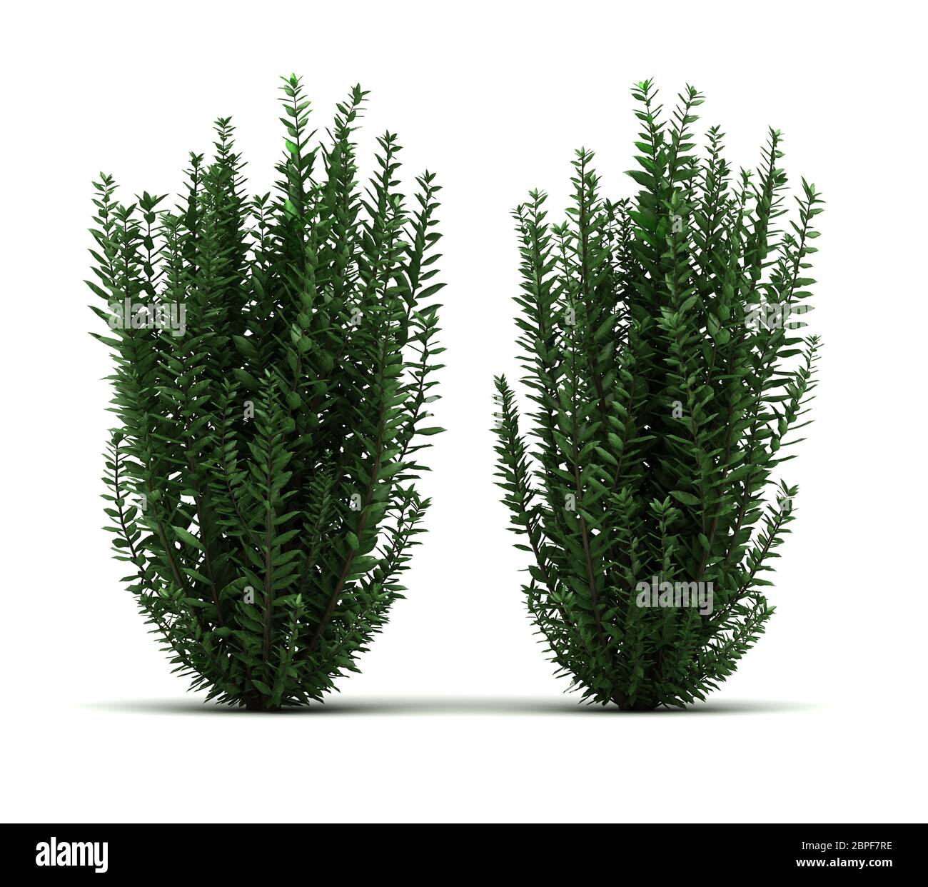 Two Privet Plant (isolated white background Stock Photo - Alamy