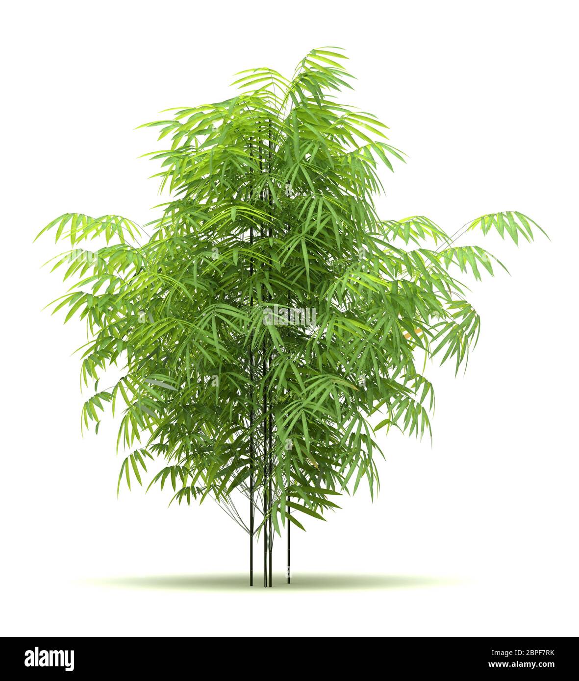 Single Bamboo Tree Presentation Zen: Be Like The Bamboo: 7 Lessons