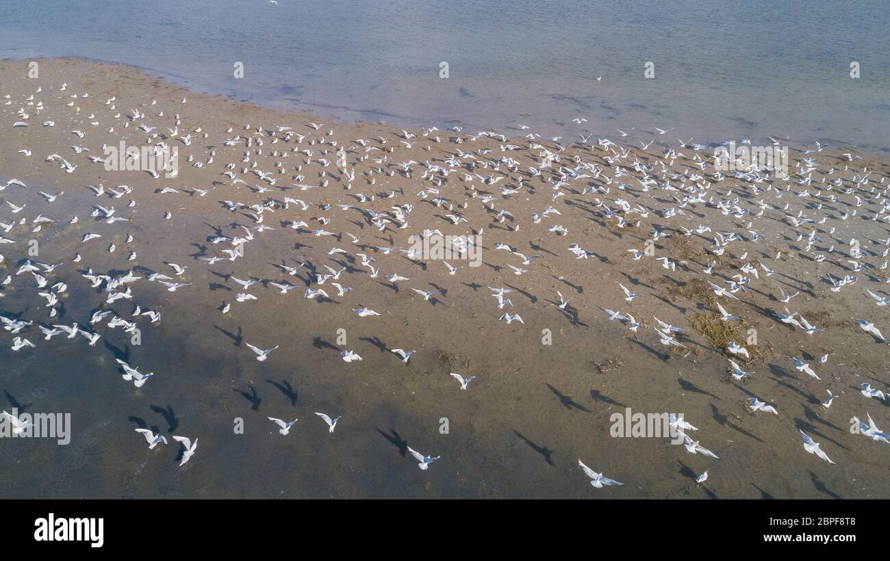 colony of seagulls in Danube Delta, Romania Stock Photo - Alamy