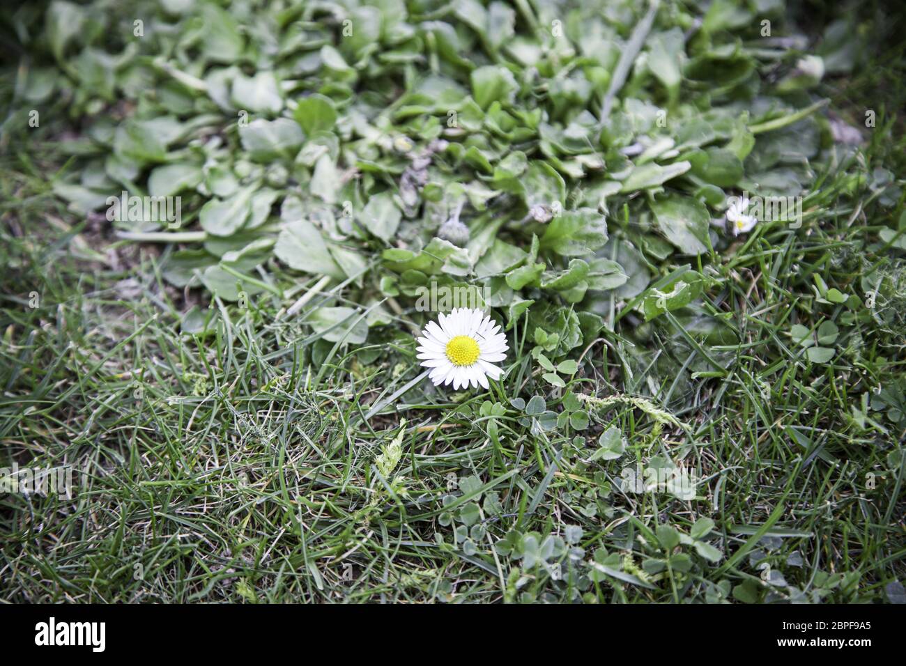 Margarita field, detail of a flower in nature Stock Photo - Alamy