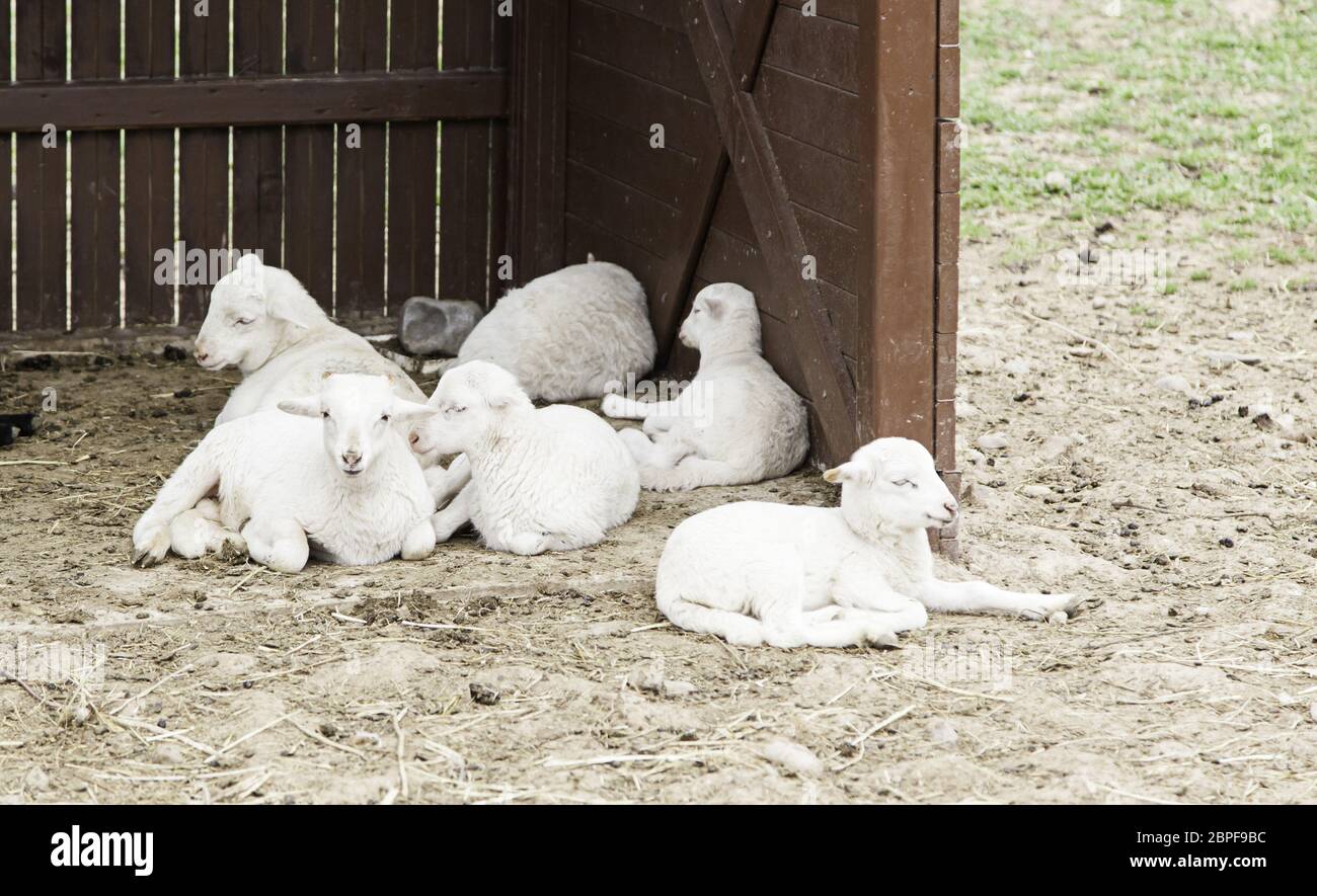 Sheep on a farm, detail of a mammal, farm animal, wool Stock Photo - Alamy