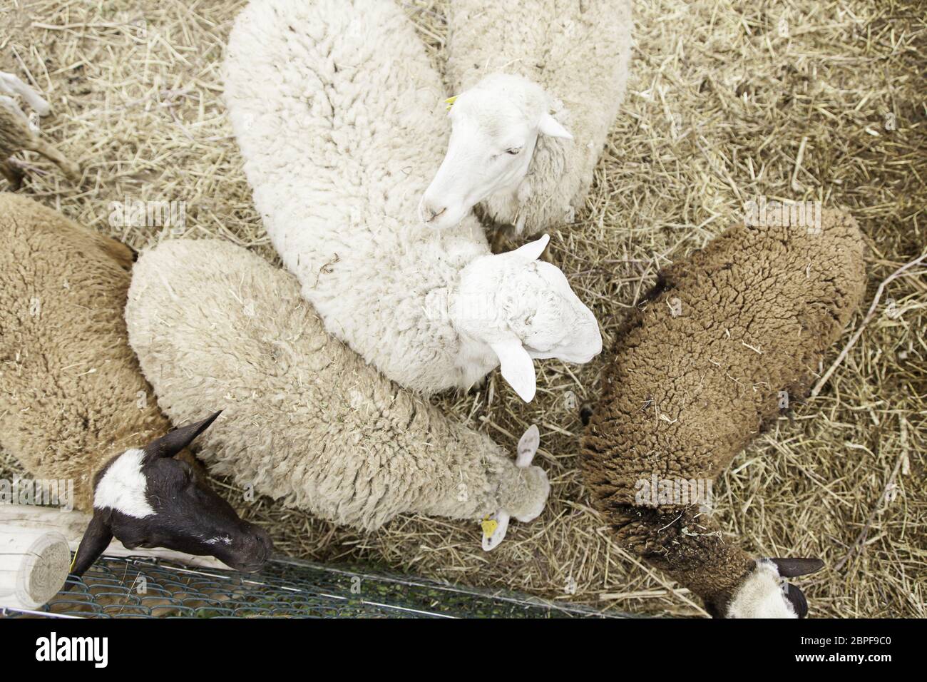 Sheep on a farm, detail of a mammal, farm animal, wool Stock Photo - Alamy