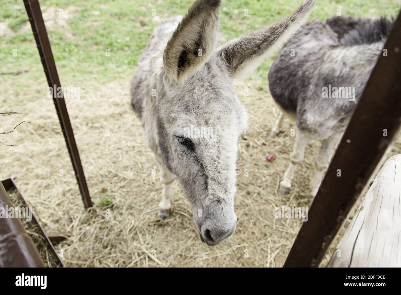 Donkey Farm Gate High Resolution Stock Photography and Images - Alamy