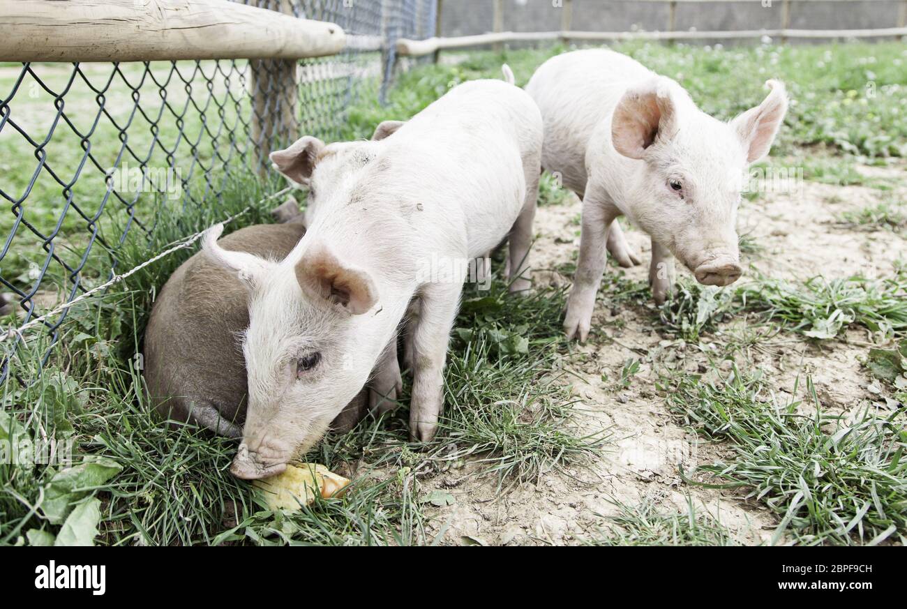 Small pigs on a farm, detail of mammals, wildlife Stock Photo - Alamy