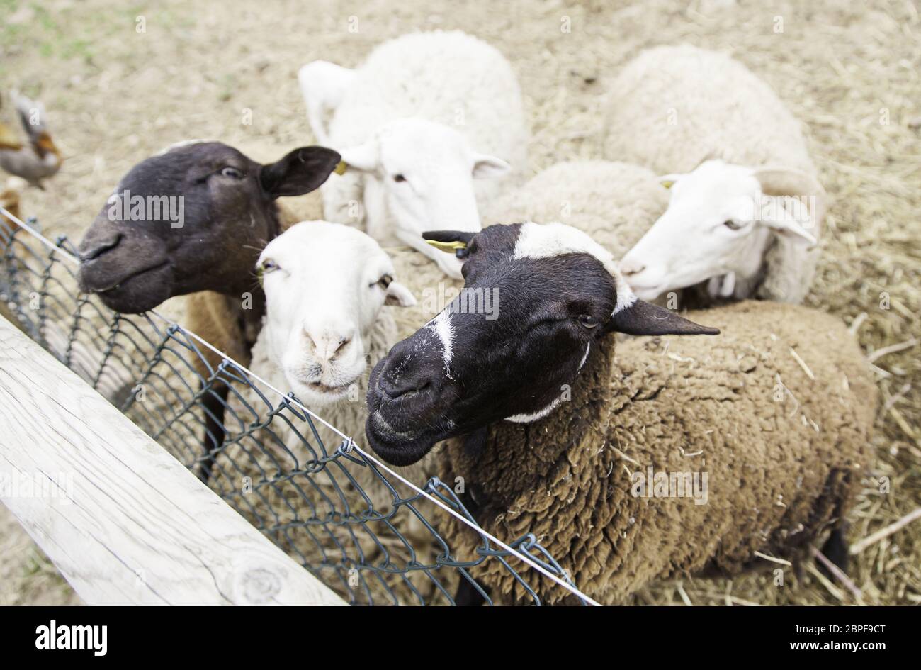 Sheep on a farm, detail of a mammal, farm animal, wool Stock Photo - Alamy
