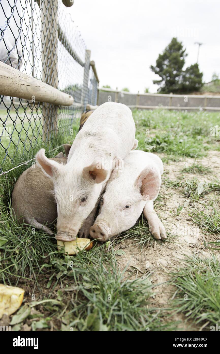 Small pigs on a farm, detail of mammals, wildlife Stock Photo - Alamy