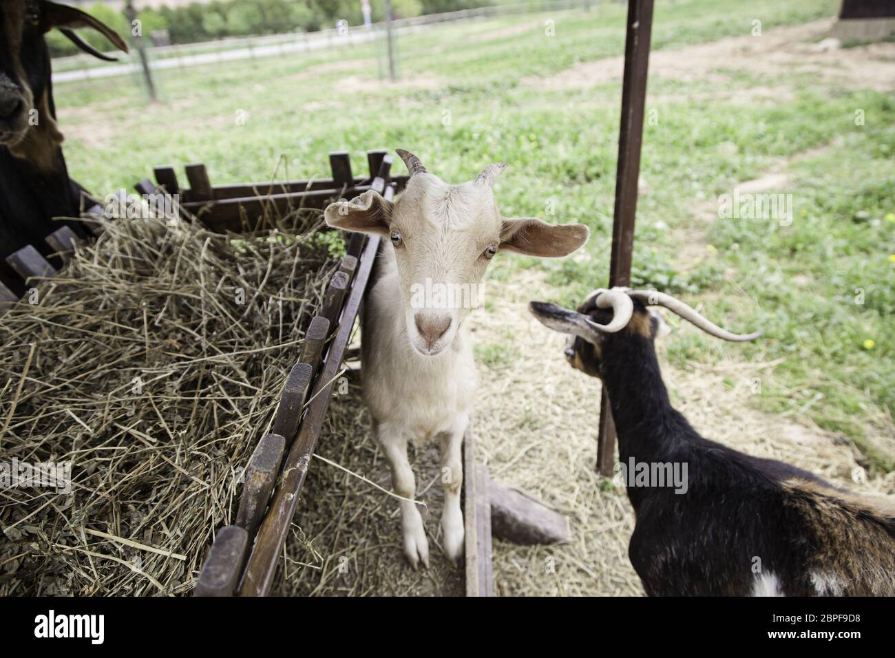Goats on a farm, detail about mammals Stock Photo - Alamy