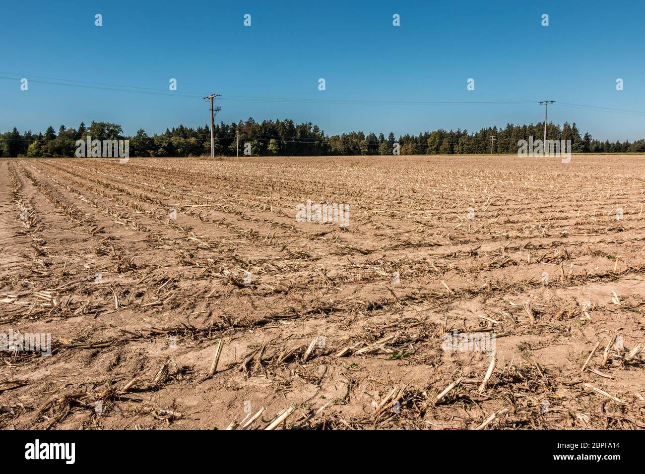 Big empty corn field with little forest Stock Photo - Alamy