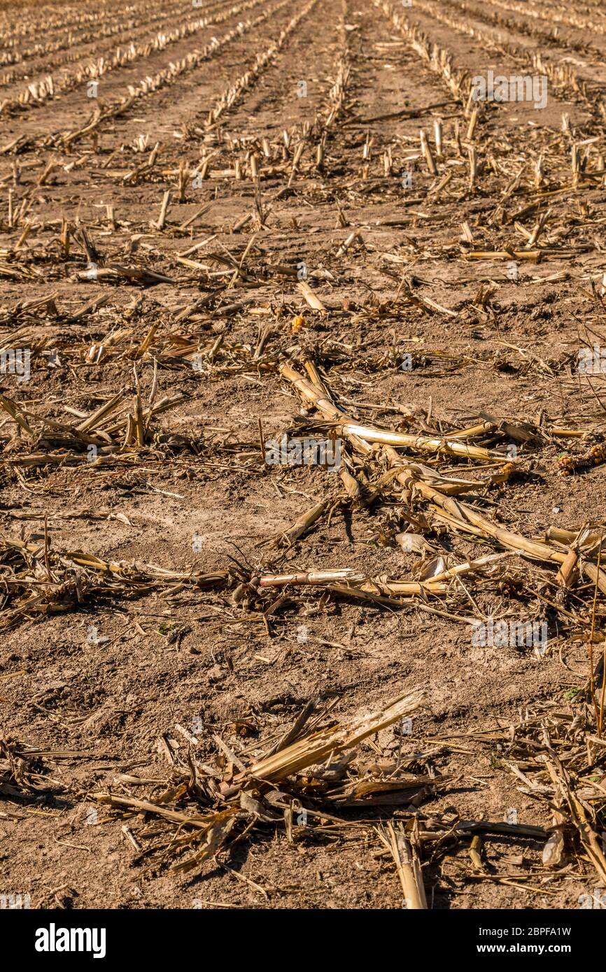 Big harvested corn field with brown soil Stock Photo - Alamy